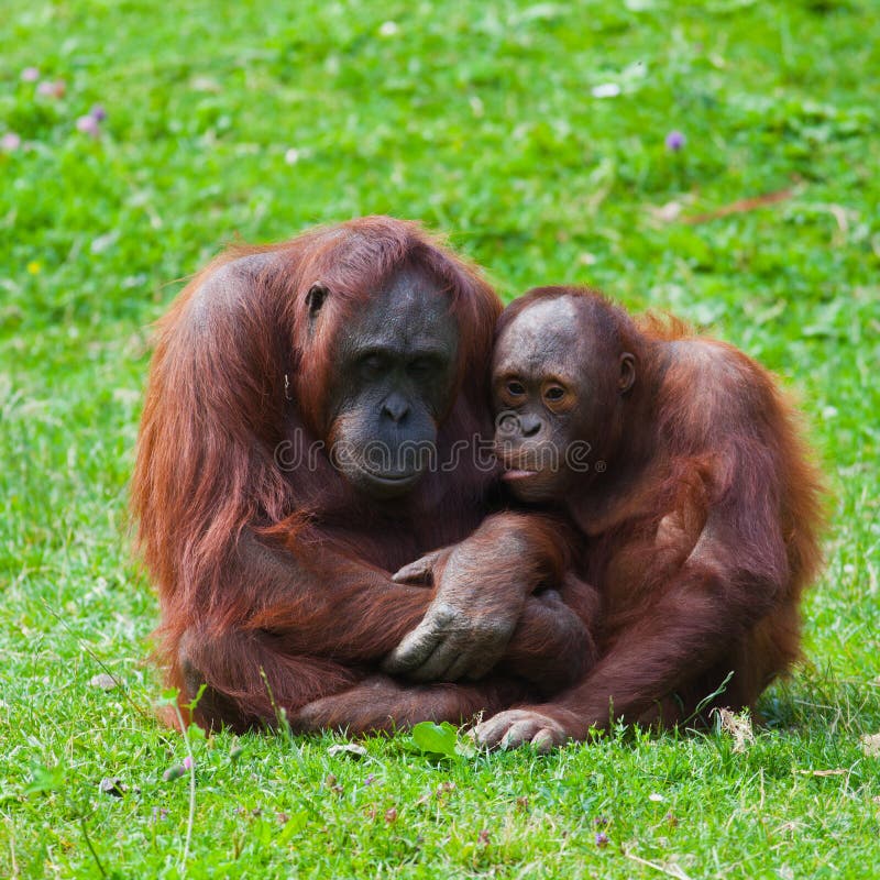 Orangutan mother and child stock photo. Image of child - 20867444