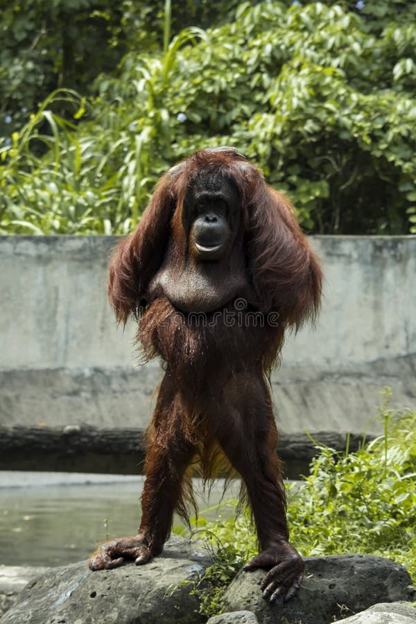 Orangutan stock photo. Image of pattern, animals, conservation - 248055590
