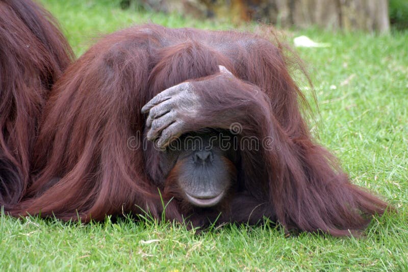 Orangutan playing stock image. Image of face, monkey, grass - 344591