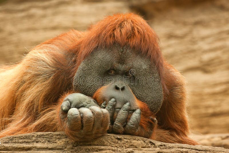 Orangutan (Pongo pygmaeus) stock image. Image of face - 38243455