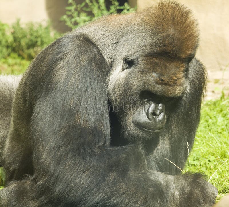 Orangutan Pongo pygmaeus stock image. Image of fauna - 84170913