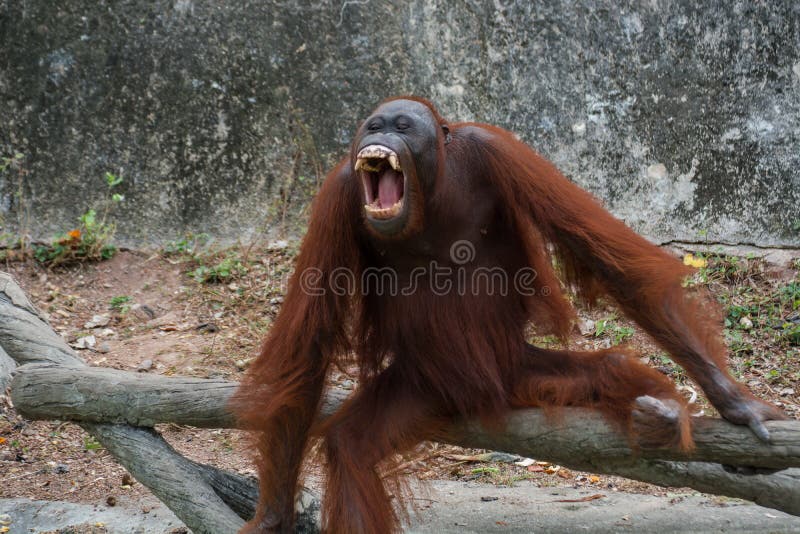 Orangutan or Pongo Pygmaeus. Stock Image - Image of orangutang, utan ...