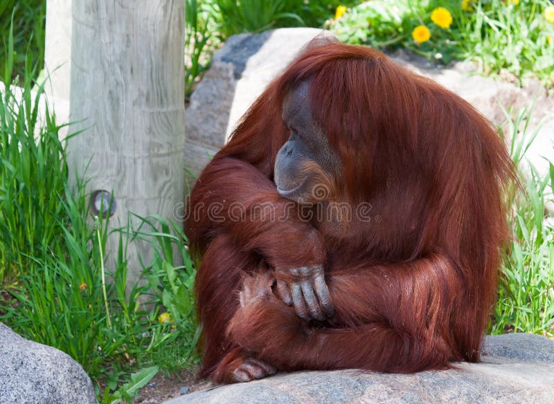 Orangutan (Pongo Pygmaeus) Portrait Stock Image - Image of head, front ...