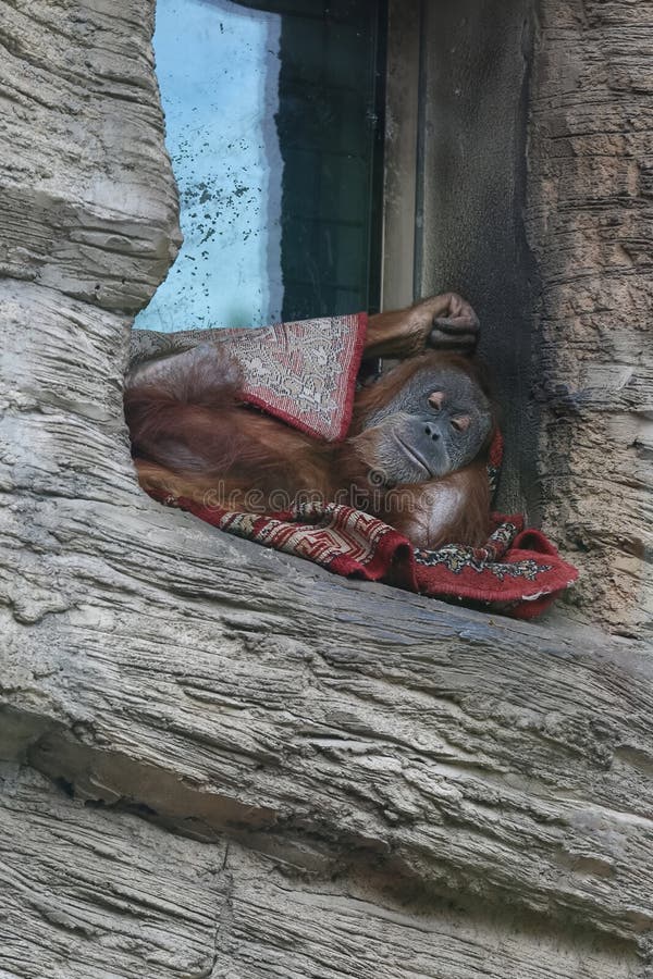 Orangutan (Pongo Pygmaeus) Resting in the Window Opening on the Carpet ...