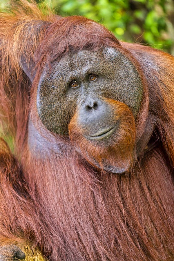 Orangutan, Pongo pygmaeus stock photo. Image of ecosystem - 184090944