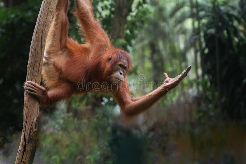 290 Bear Raising Hand Stock Photos - Free & Royalty-Free Stock Photos ...
