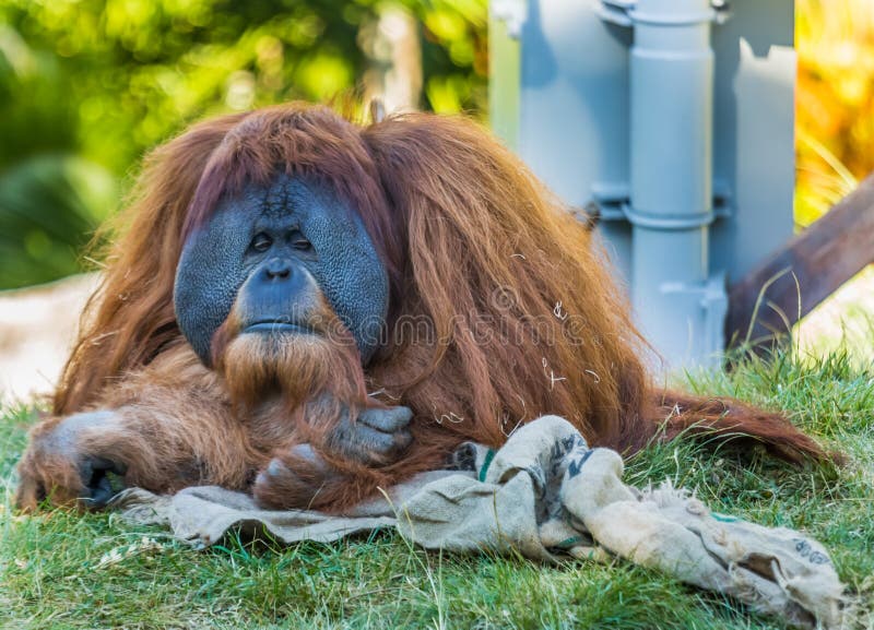 Orangutan stock photo. Image of orang, monkey, primate - 47449514