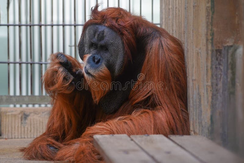 Orangutan with a Sceptical Look on His Face Stock Photo - Image of ...