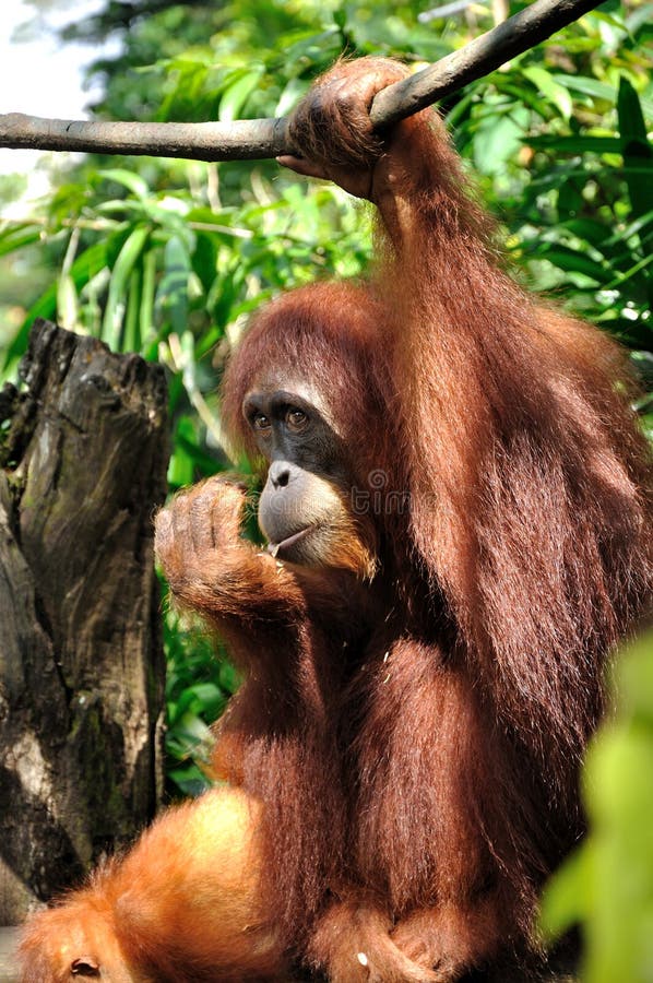 Borneo. Adult Orangutan stock photo. Image of growl, fangs - 1943210