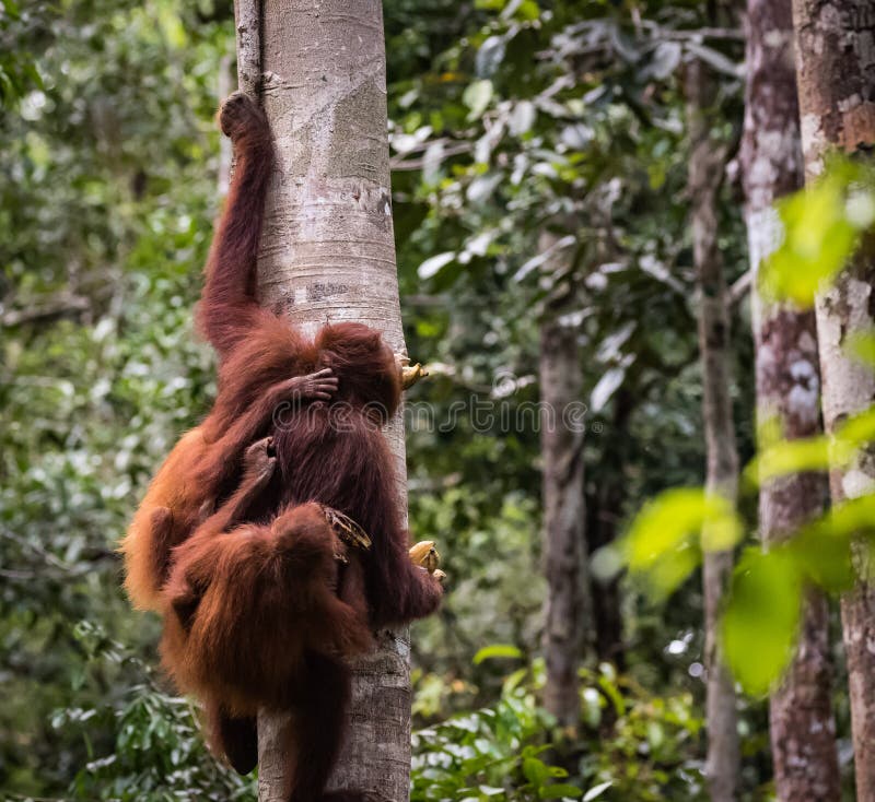 Orangutan in wild stock photo. Image of orangutan, forest - 133627184