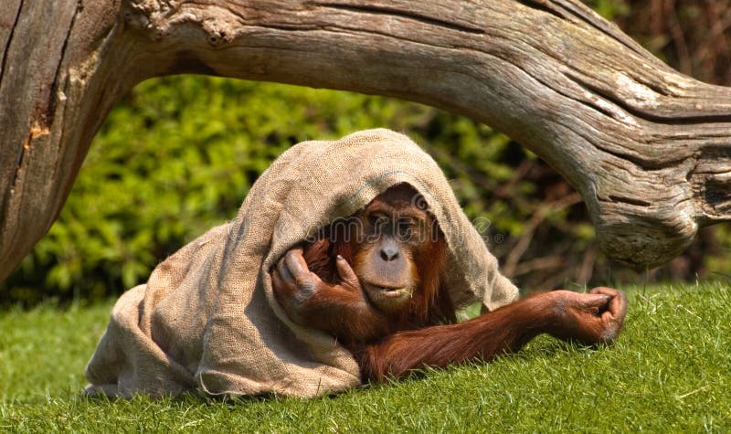 Orangutan Under Sack stock image. Image of eating, grass - 7492909