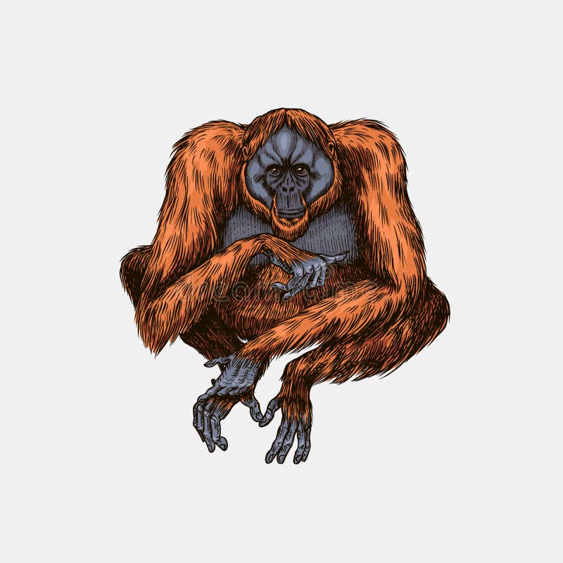 Orangutan in Vintage Style. Hand Drawn Engraved Sketch in Woodcut Style ... Orangutan in Vintage Style. Hand Drawn Engraved Sketch in Woodcut Style ...
