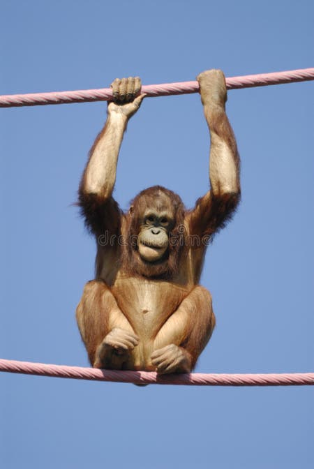 Orangutan at the Zoo stock image. Image of muscle, pongo - 4255139