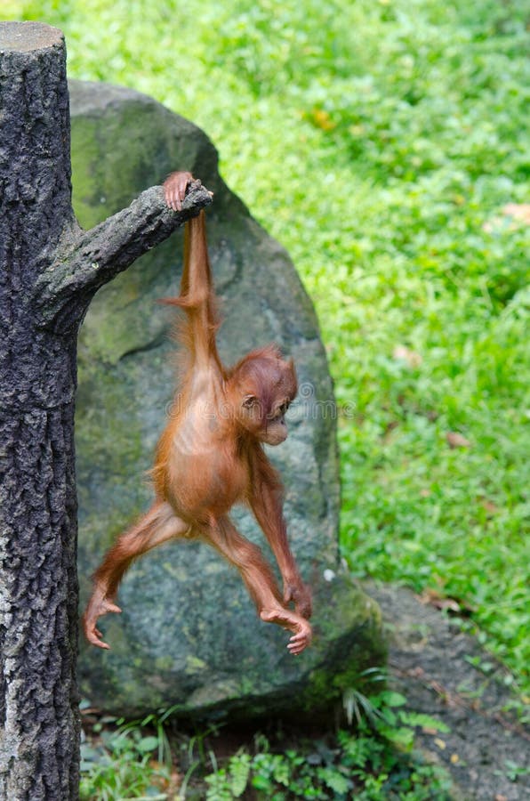 Orangutang (Pongo) baby stock photo. Image of beast, orang - 27615578