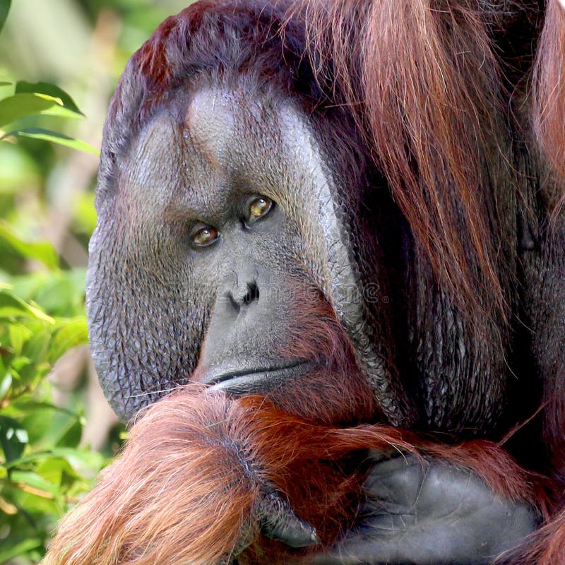 Orangutang Portrait stock photo. Image of borneo, nature - 23457804