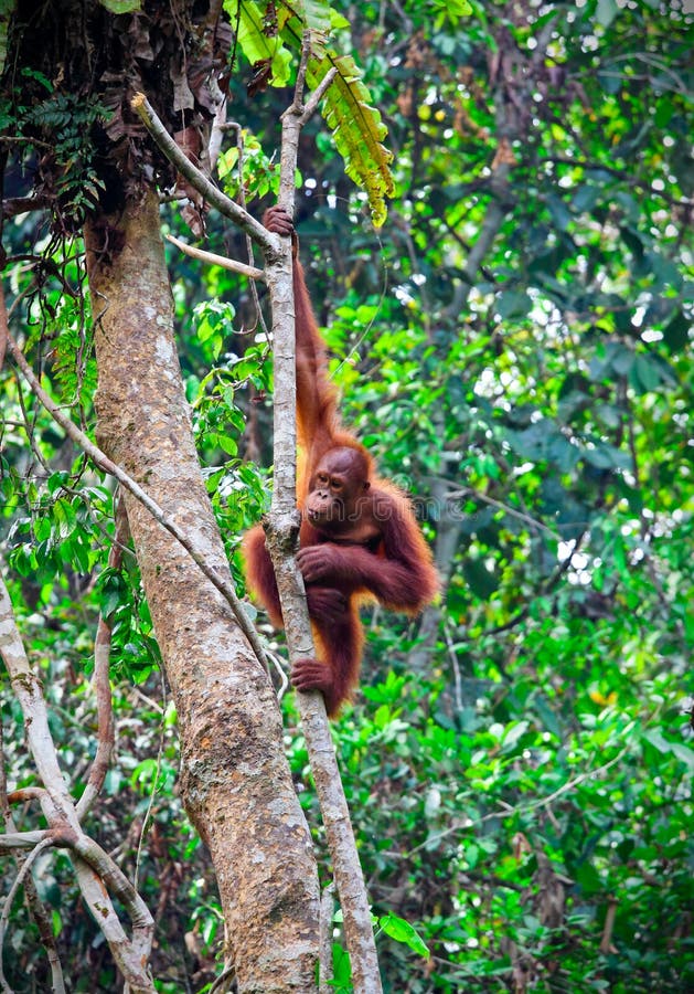 Orangutang in rainforest stock photo. Image of utang - 21113644