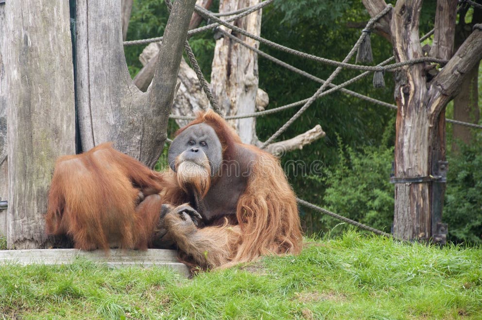 Orangutans stock photo. Image of mammal, evolution, orangutans - 35835202