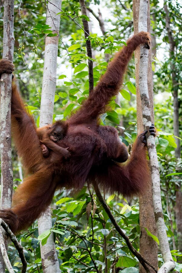 Orangutans in the Forest in Borneo Stock Photo - Image of mother ...