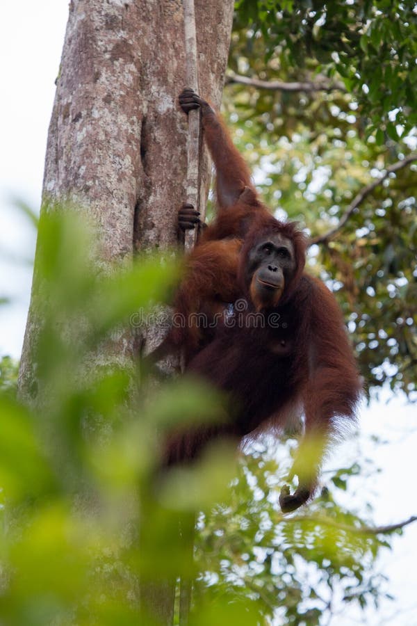 Orangutans in the Forest in Borneo Stock Photo - Image of asia, nature ...