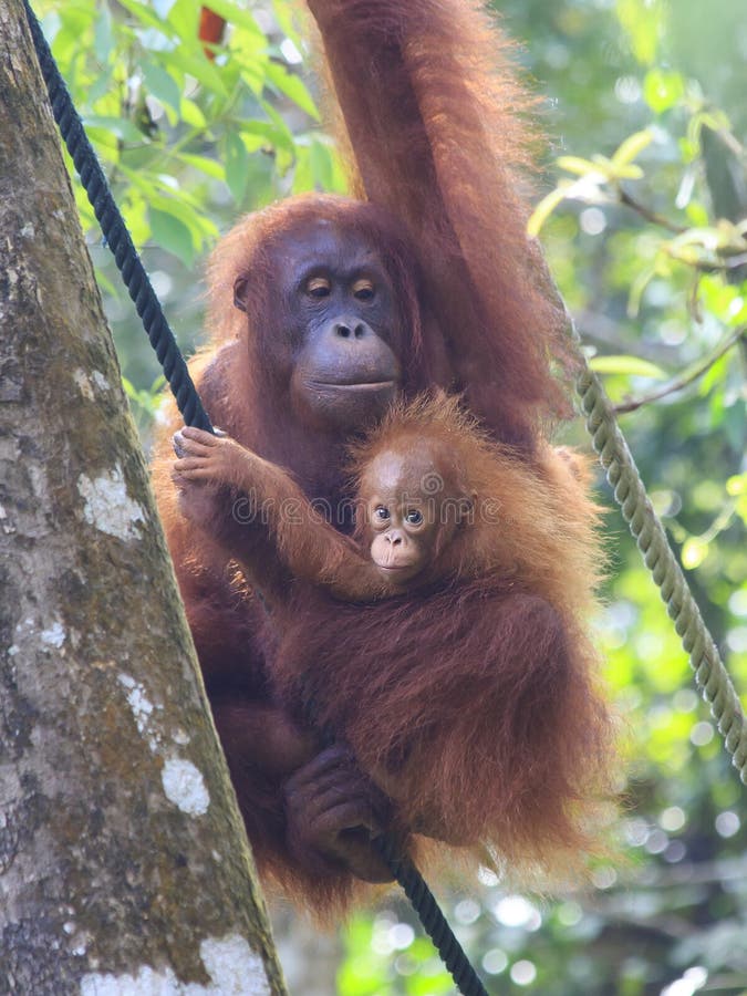 Orangutans mother and baby stock image. Image of green - 40385951
