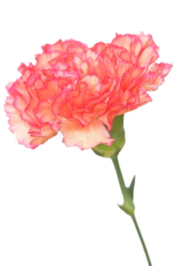 Oranje Anjer stock foto. Image of doorbladert, stam, installatie - 21708418