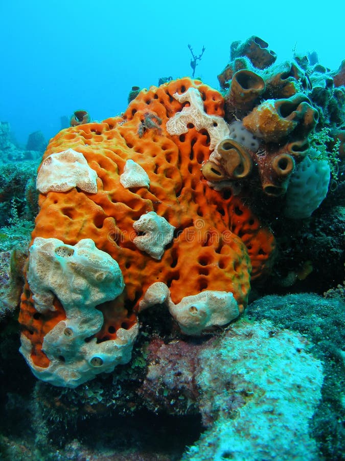 Oranje en Wit Koraal stock foto. Image of koraal, aquatisch - 18936880