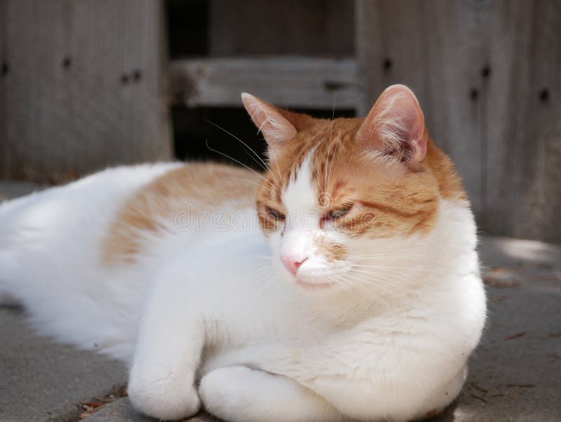 Oranje En Witte Kat Die in Openlucht Ontspannen Stock Afbeelding ...