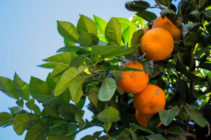 Oranje Fruit stock afbeelding. Image of rijp, installatie - 105205247