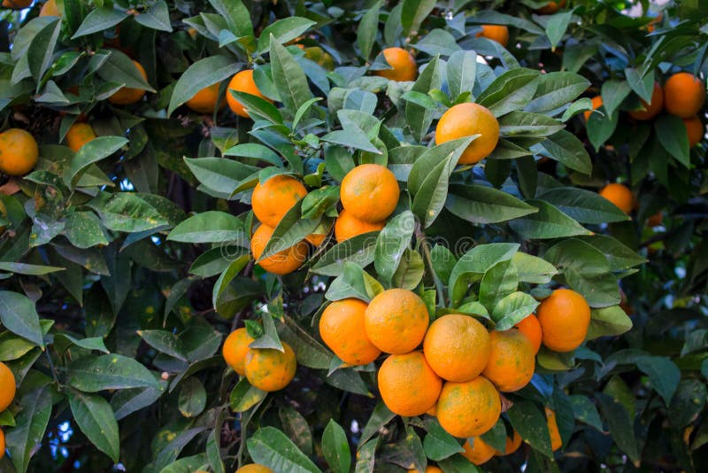 Oranje Fruit stock foto. Image of blad, seizoen, citrusvrucht - 105664334