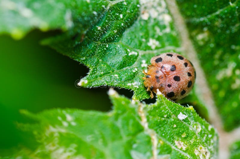 Oranje Kever in Groene Aard of in De Tuin Stock Foto - Image of klein ...