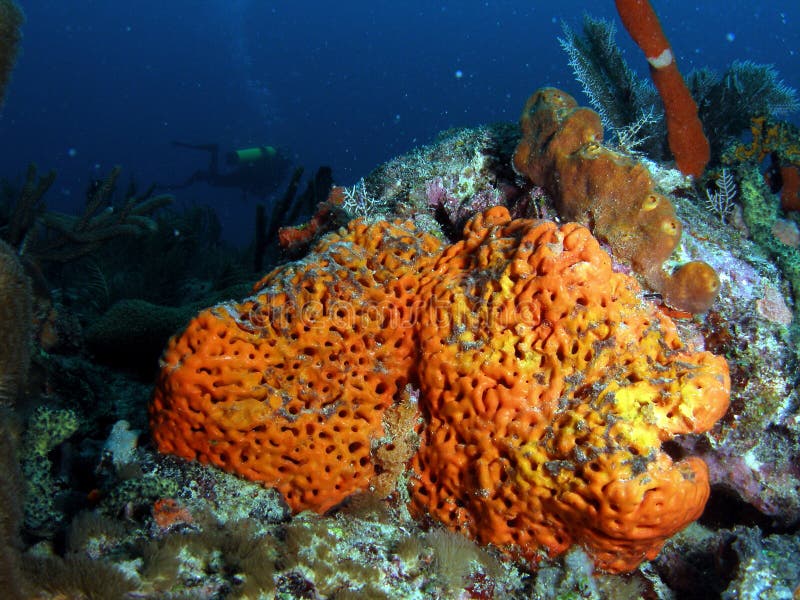 Oranje, kleurrijk koraal stock foto. Image of koralen - 6626798