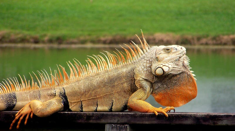 Oranje Leguaan stock foto. Image of wild, herbivores - 16543538