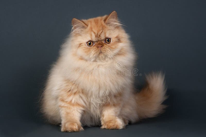 Oranje Perzische kat stock foto. Image of bont, portret - 16868060