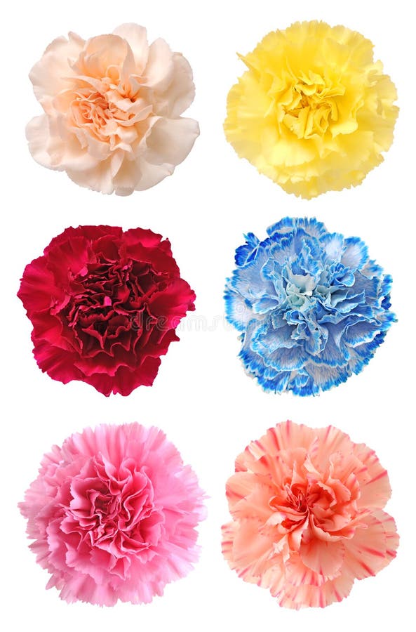 Oranje roze anjer stock foto. Image of achtergrond, kleur - 33423572