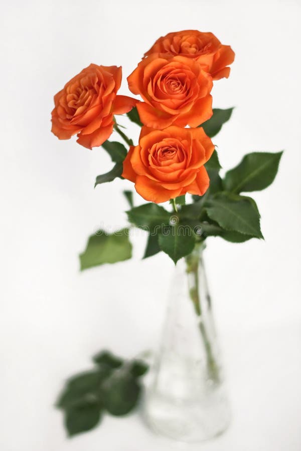 3 rozen stock foto. Image of bloem, boeket, aanbieden - 13610786