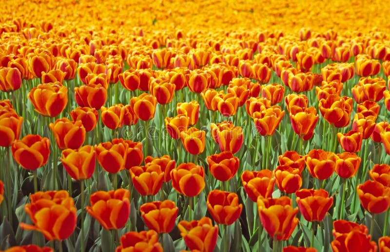 Orange tulp stock foto. Image of tulp, rood, geel, bloemen - 161853710