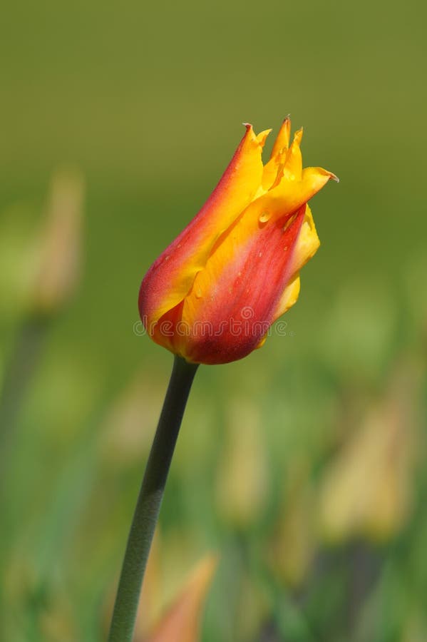 Oranje Tulp in Botanische Tuin Stock Foto - Image of bloeien, vers ...