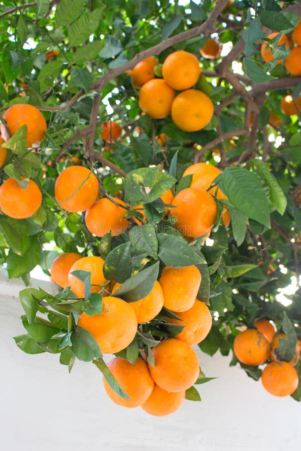 Oranje vruchten stock afbeelding. Afbeelding bestaande uit ...