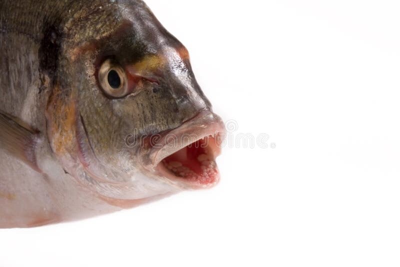 Orata stock photo. Image of nutrition, food, mouth, prepared - 21773798