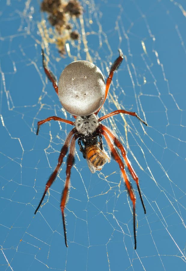 Orb Spider stock image. Image of phobia, macro, hairy - 19175749