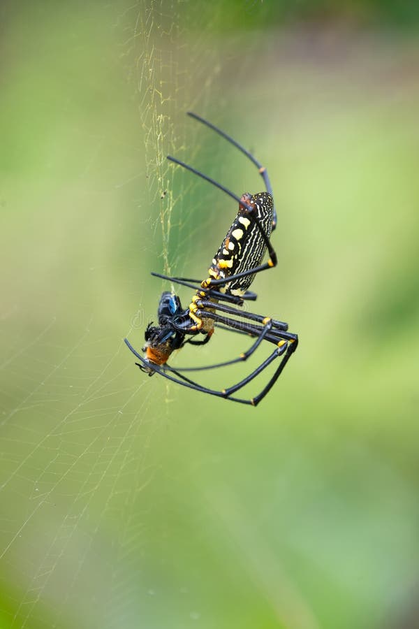 Orb spider eating prey stock image. Image of green, hunt - 67559575