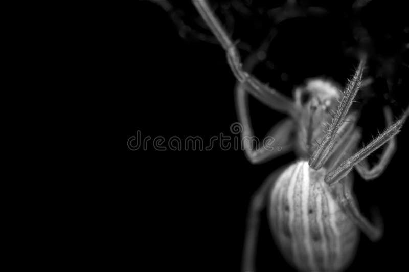 An Orb Spider Photographed at Night Stock Photo - Image of beetle ...