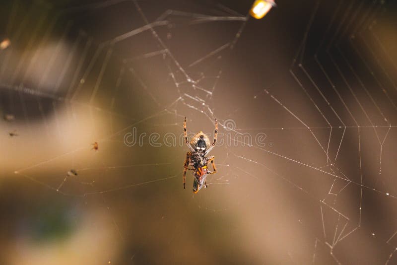 Orb Spider on Spider Web Eating a Dead Bug he Trapped Shot at Night in ...