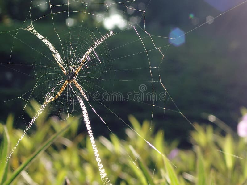 Orb-waver spider in web stock photo. Image of spiders - 111858570