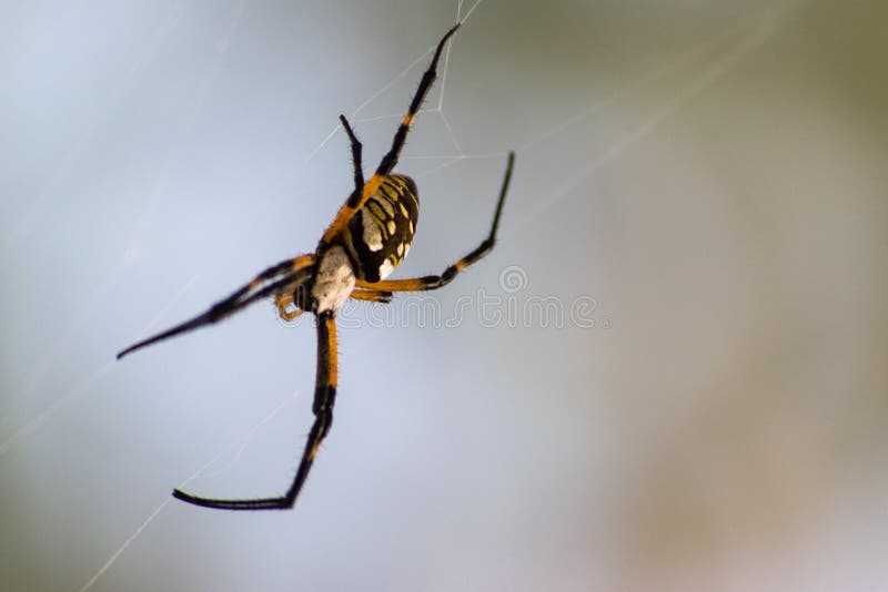 Orb Weaver Garden Spider stock photo. Image of spider - 77626394