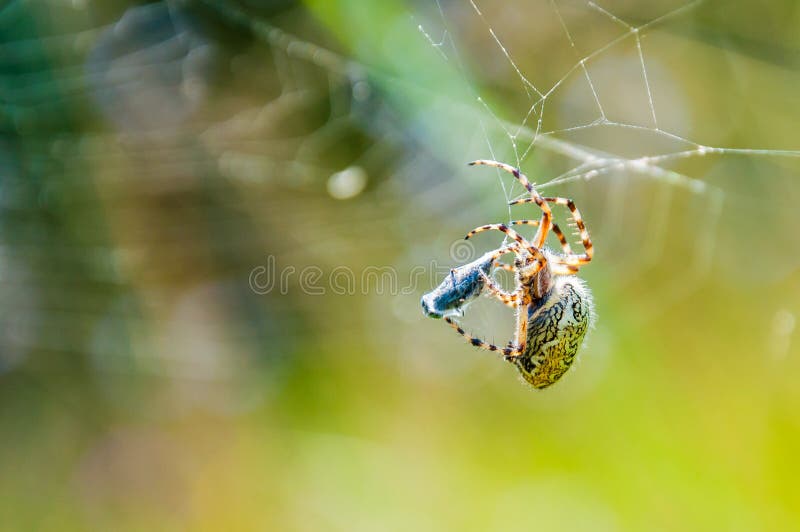 Tangle-web spider 1 stock image. Image of lavender, white - 45197631
