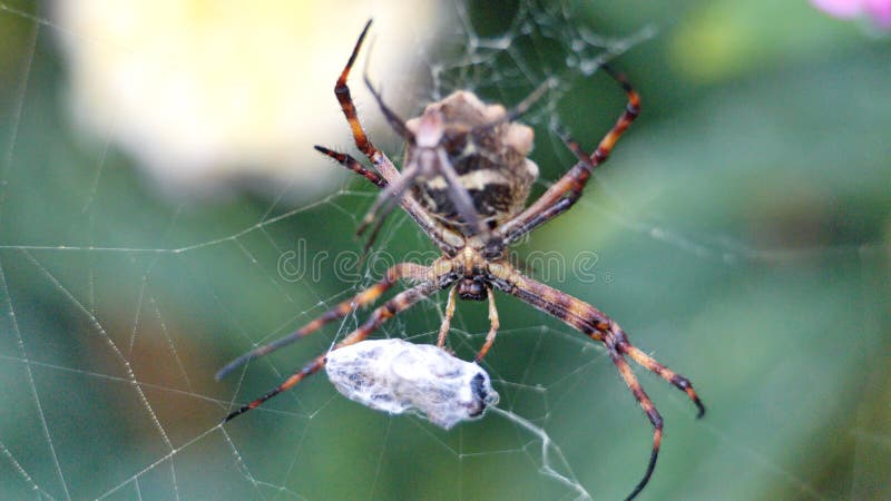 991 Spider Cocoon Photos - Free & Royalty-Free Stock Photos from Dreamstime