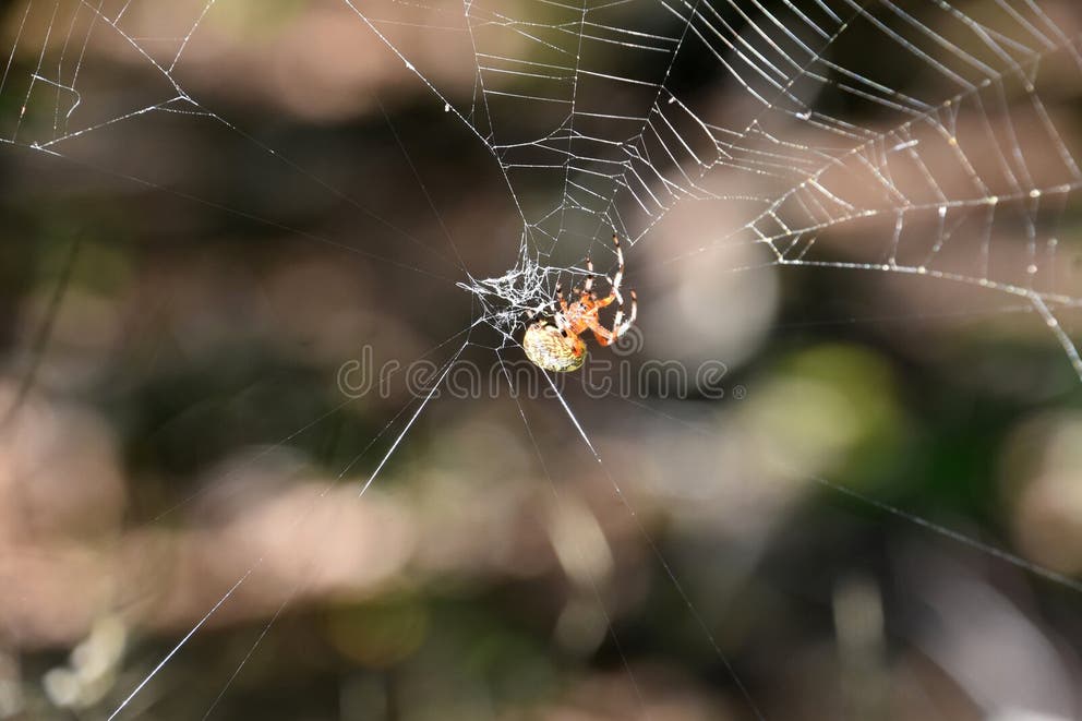 Orb Weaver Spider Crawling Out of a Web Stock Image - Image of arachnid ...