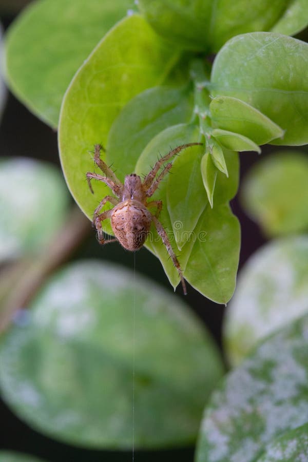 Orb Weaver Spider Hanging on the Spider Web on Green Leaf Stock Photo ...