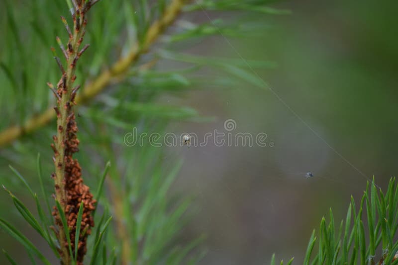 Orb Weaver Spider in Its Web Stock Image - Image of real, weaver: 225256045